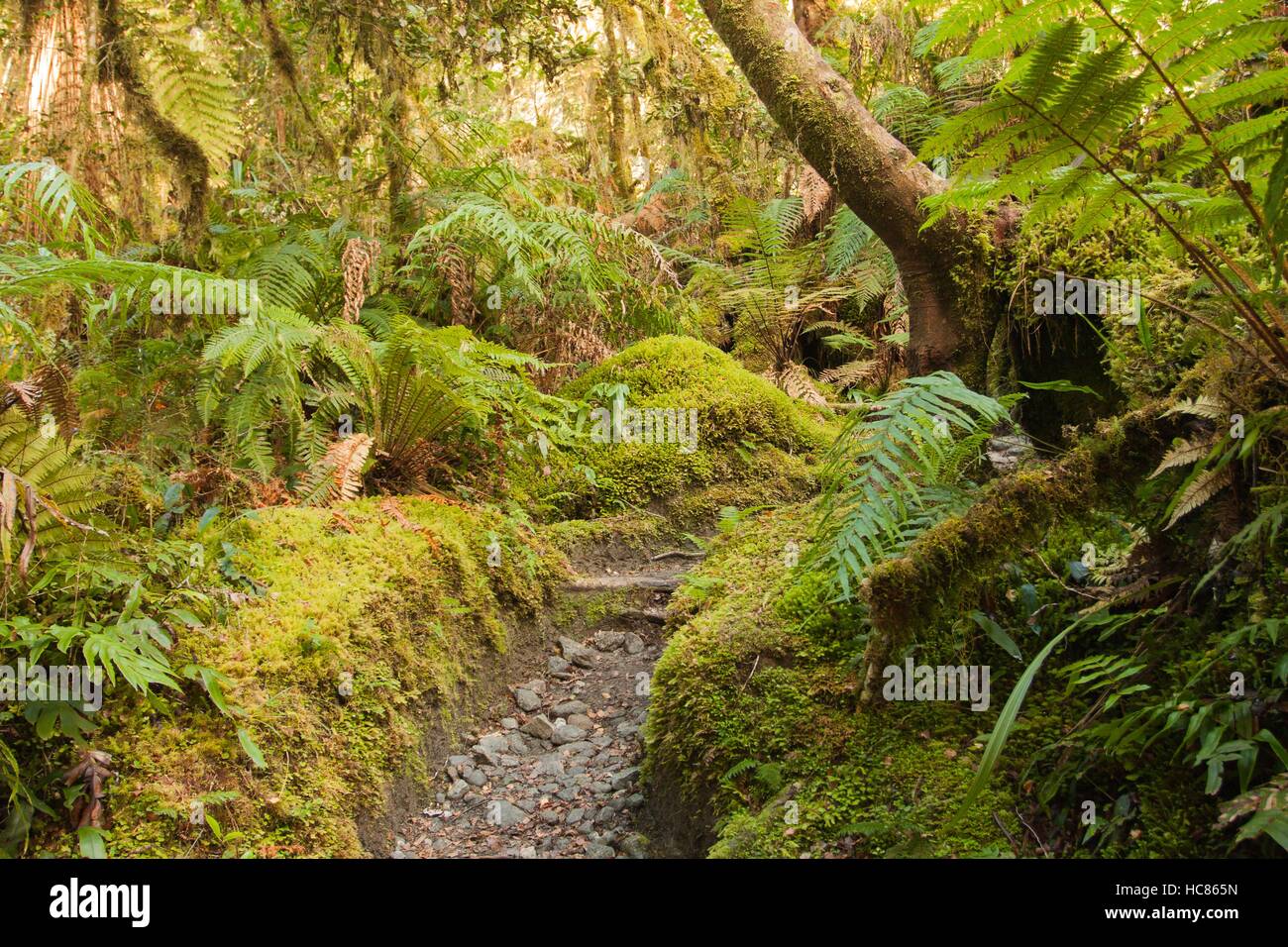 Cloudy forest, landscape / Milford trail in New Zealand Stock Photo - Alamy