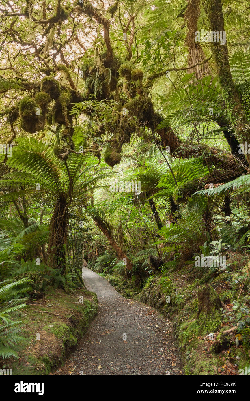 Cloudy forest, landscape / Milford trail in New Zealand Stock Photo - Alamy