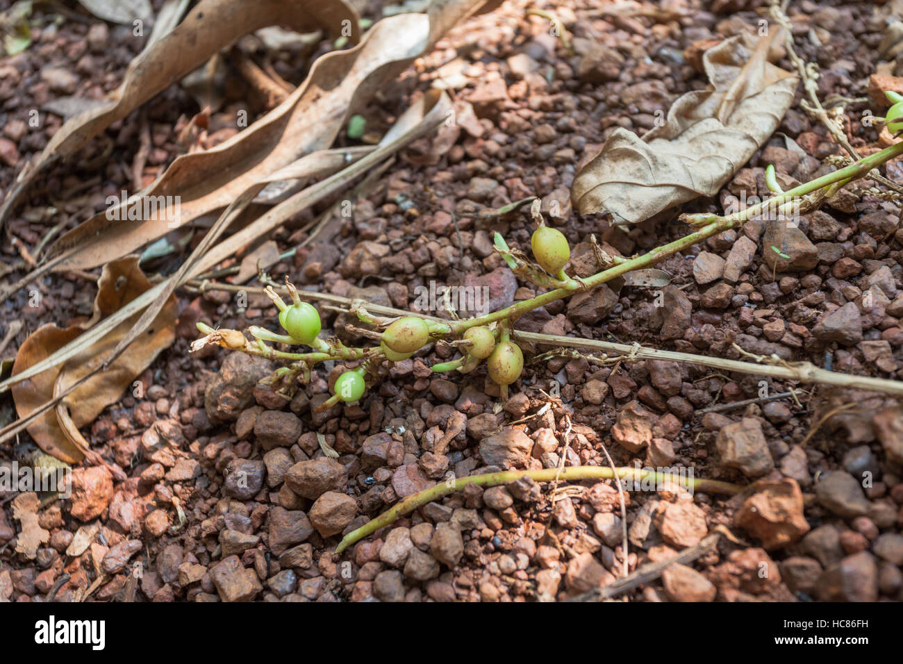 Cardamom plant hi-res stock photography and images - Alamy
