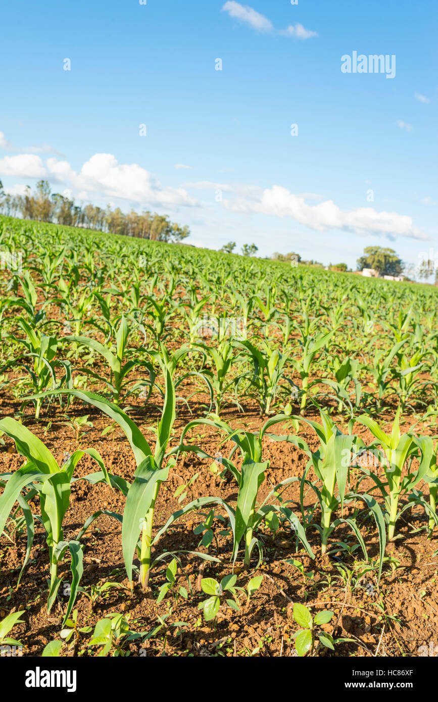 Maize crop commercial agriculture Zimbabwe rain Stock Photo - Alamy