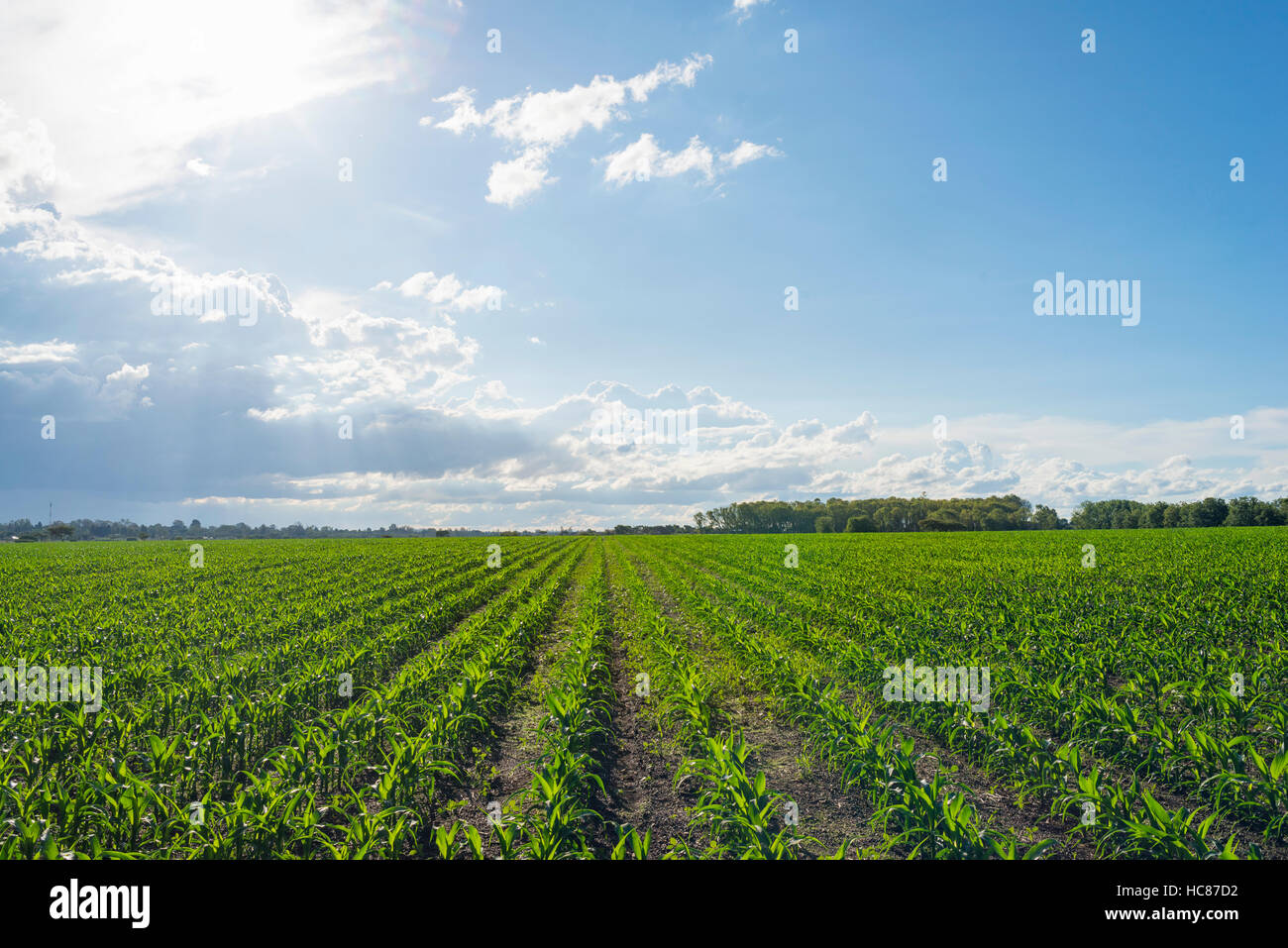 Maize crop commercial agriculture zimbabwe hi-res stock photography and ...