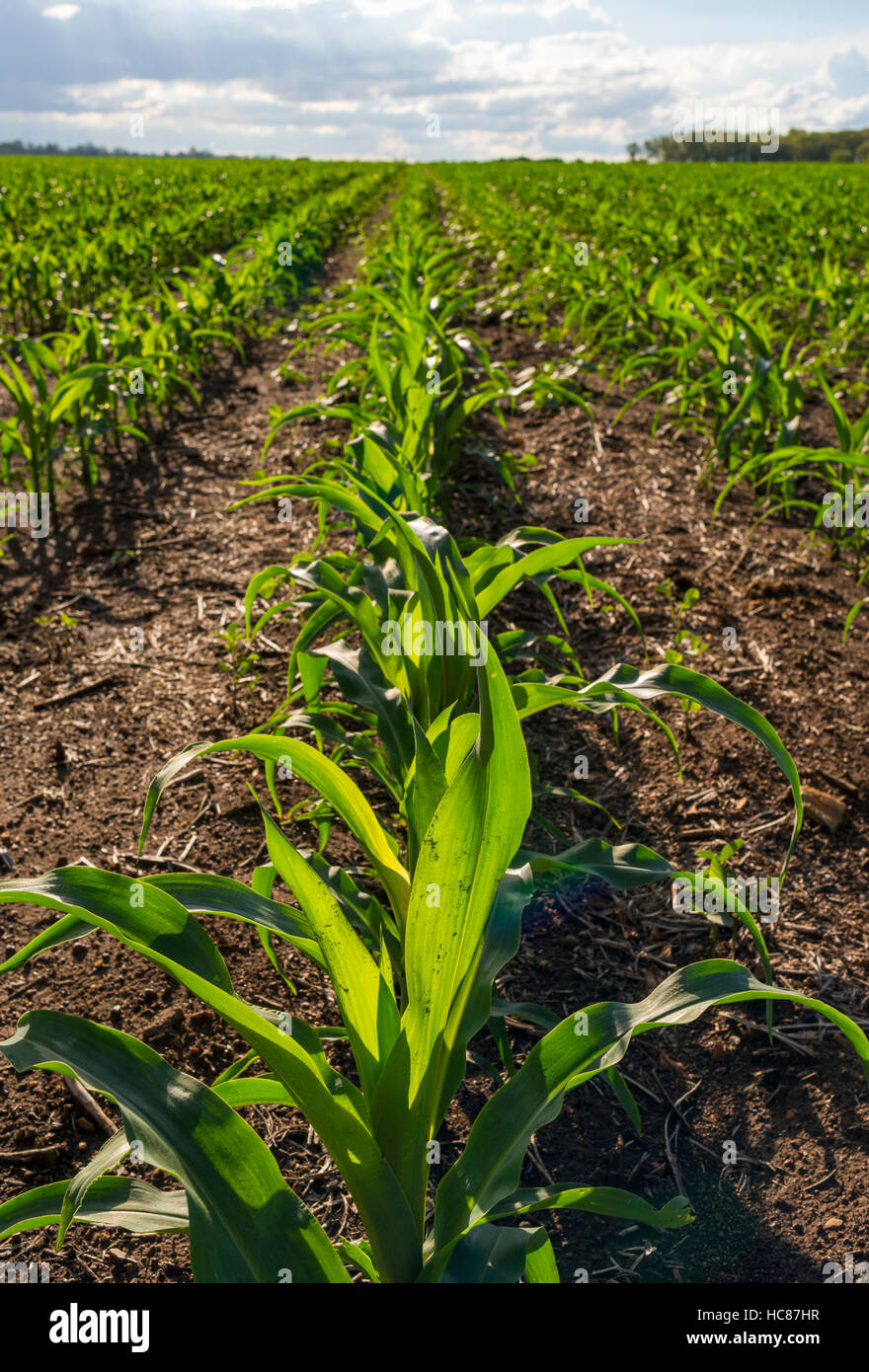 Maize crop commercial agriculture Zimbabwe rain Stock Photo - Alamy