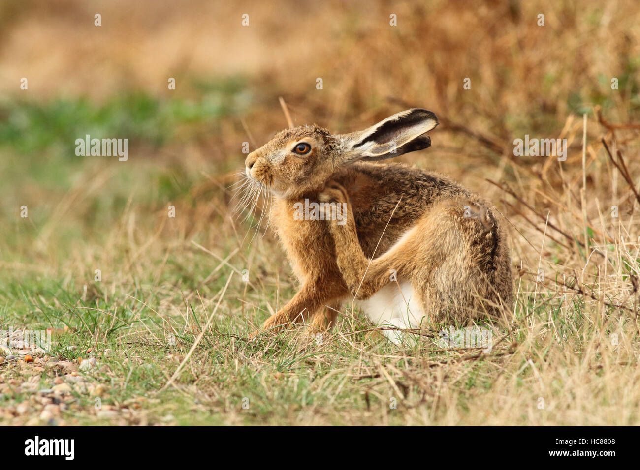 Having scratch hi-res stock photography and images - Alamy