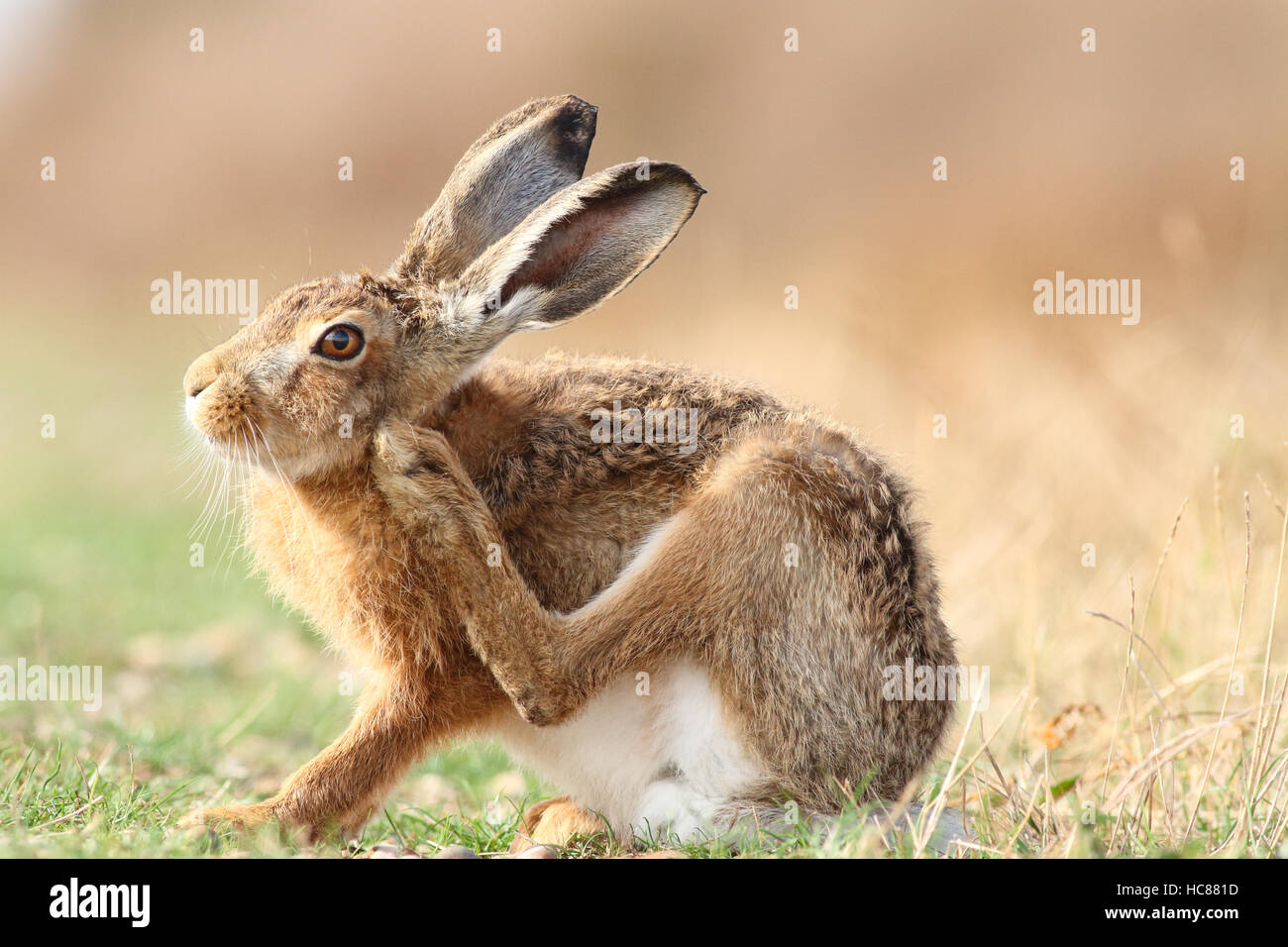 Brown hare hi-res stock photography and images - Alamy
