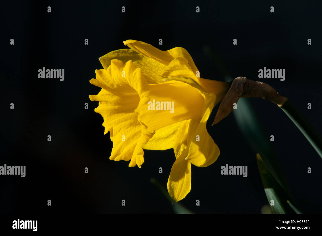 Light green colors hi-res stock photography and images - Alamy