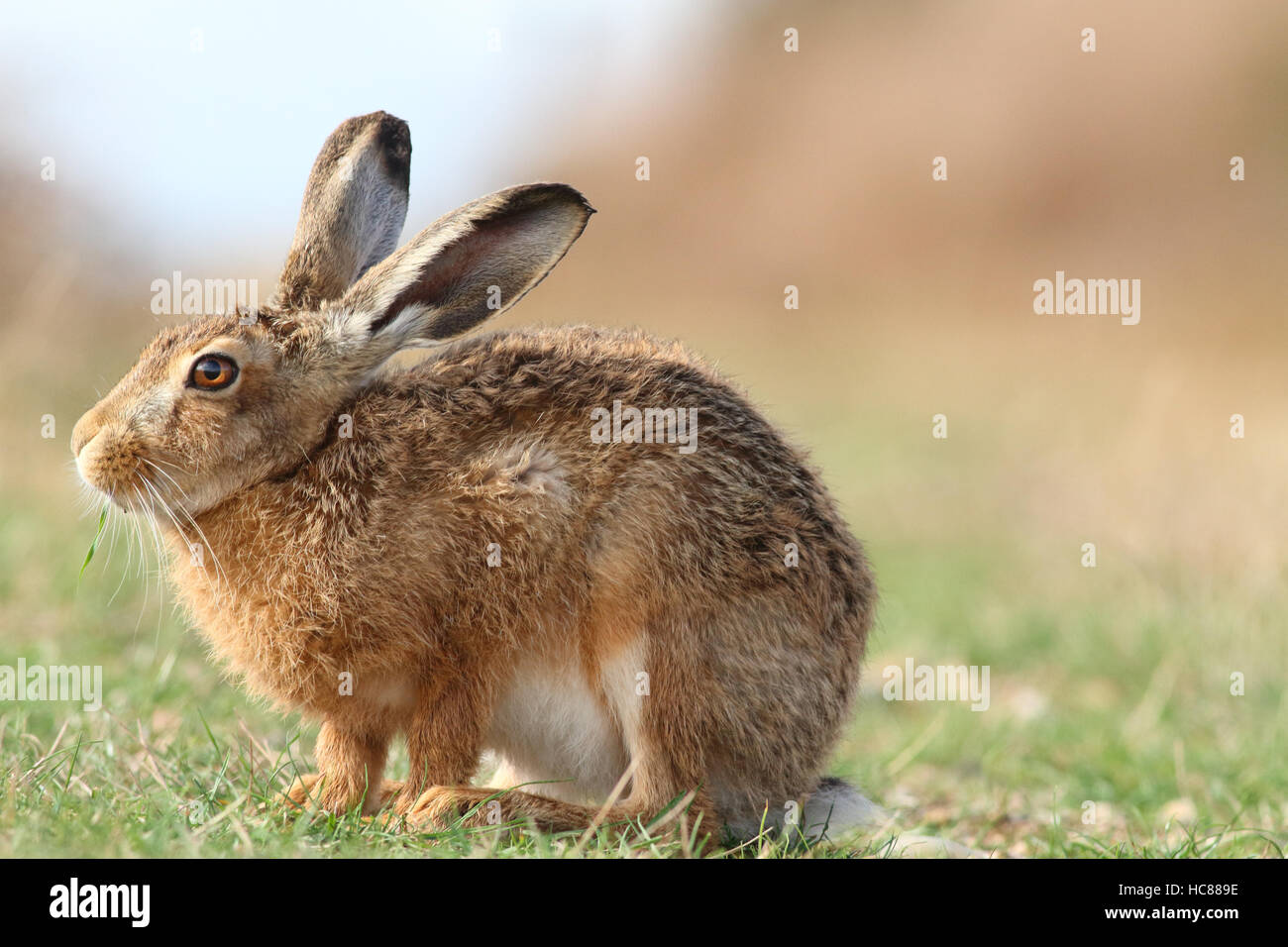 Hare eating hi-res stock photography and images - Alamy