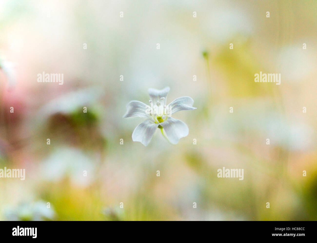 Soft small white flower closeup Stock Photo - Alamy