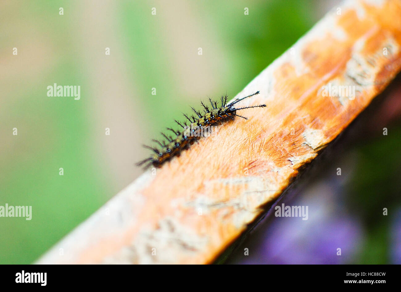Caterpillar walking on orange wood with green background Stock Photo ...