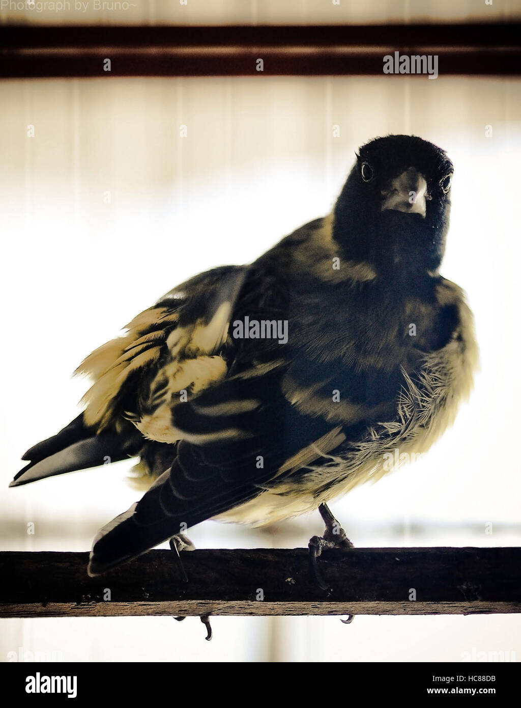 Male goldfinch with black eyes hi-res stock photography and images - Alamy