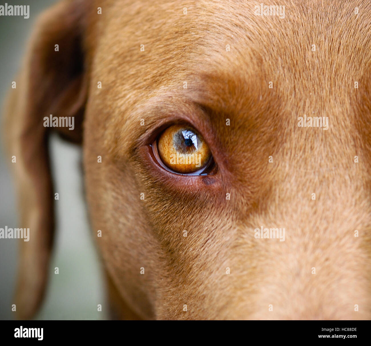 Brown labrador eye closeup Stock Photo - Alamy