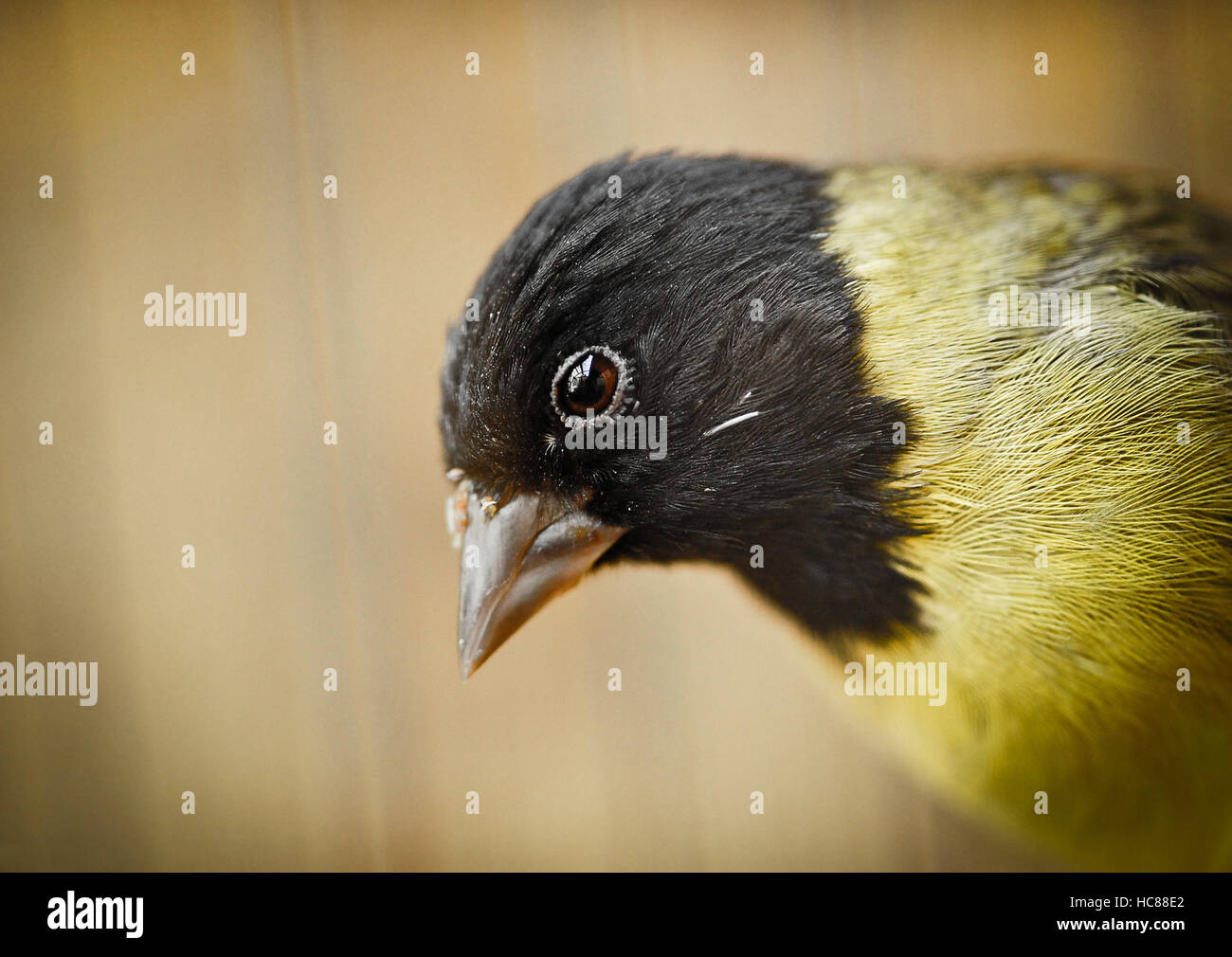 Male goldfinch with black eyes hi-res stock photography and images - Alamy