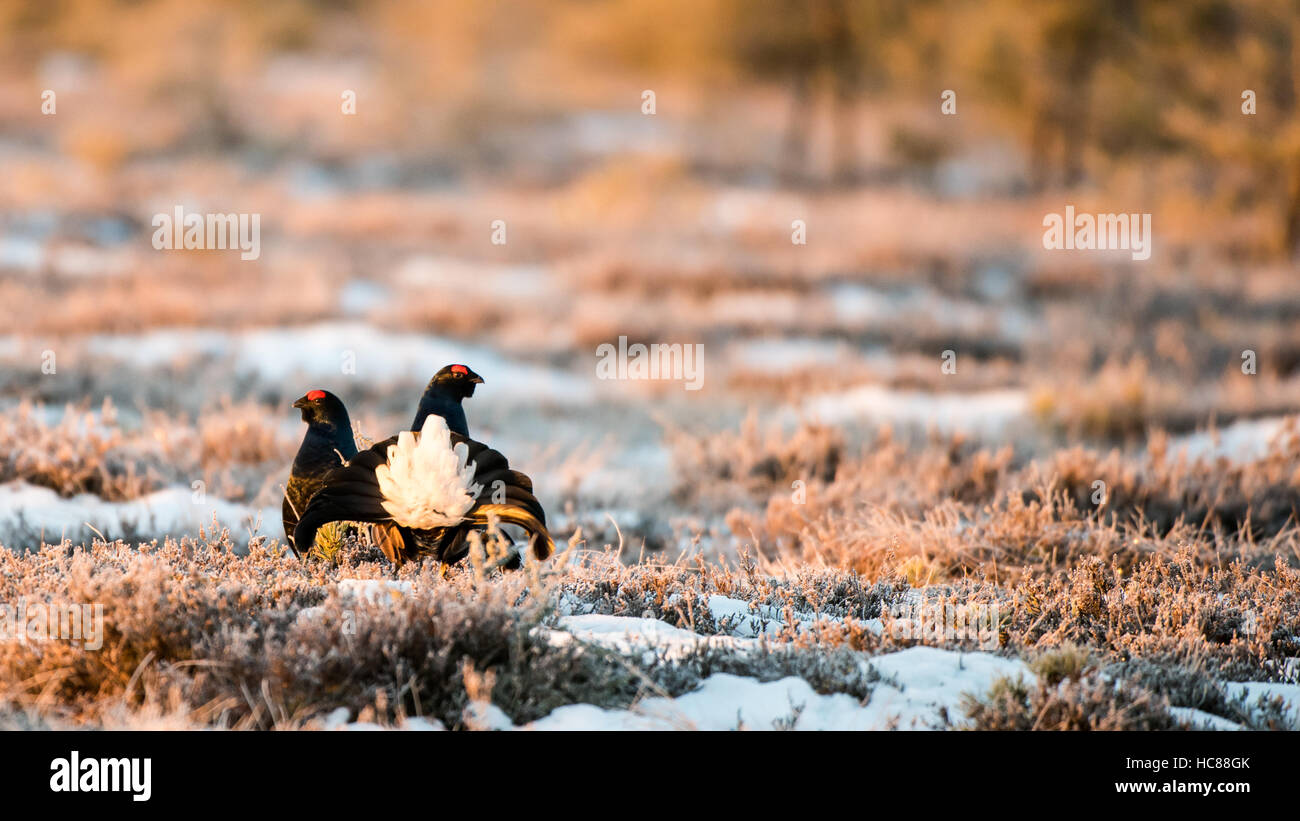Black Grouse at dawn in the spring, the males strut around in a ...
