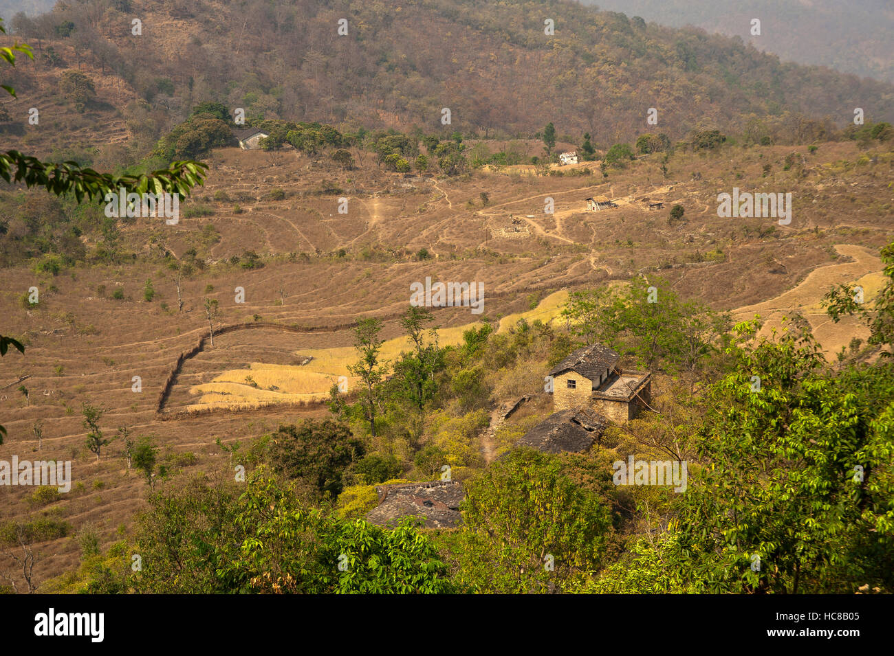 Extensive terraced fields at the remote Kot Kendri village, Kumaon ...