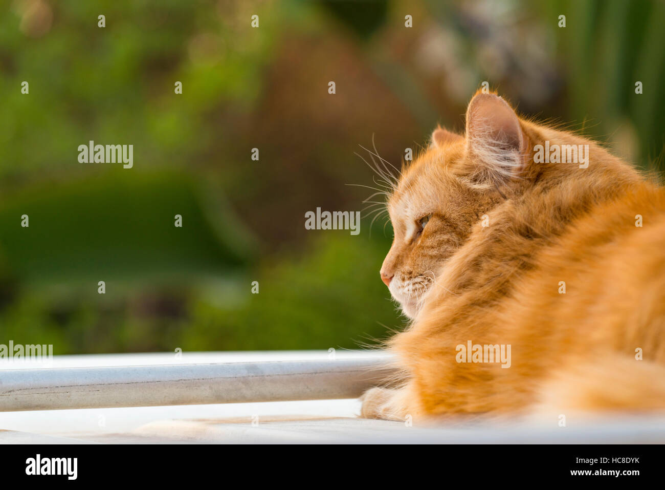 Male tabby ginger cat hi-res stock photography and images - Alamy
