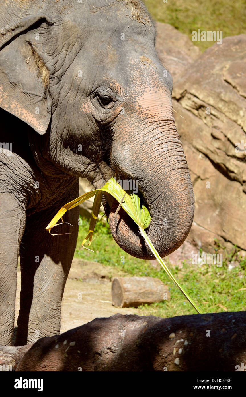Asian elephant Latin name Elephas maximus eating Stock Photo - Alamy