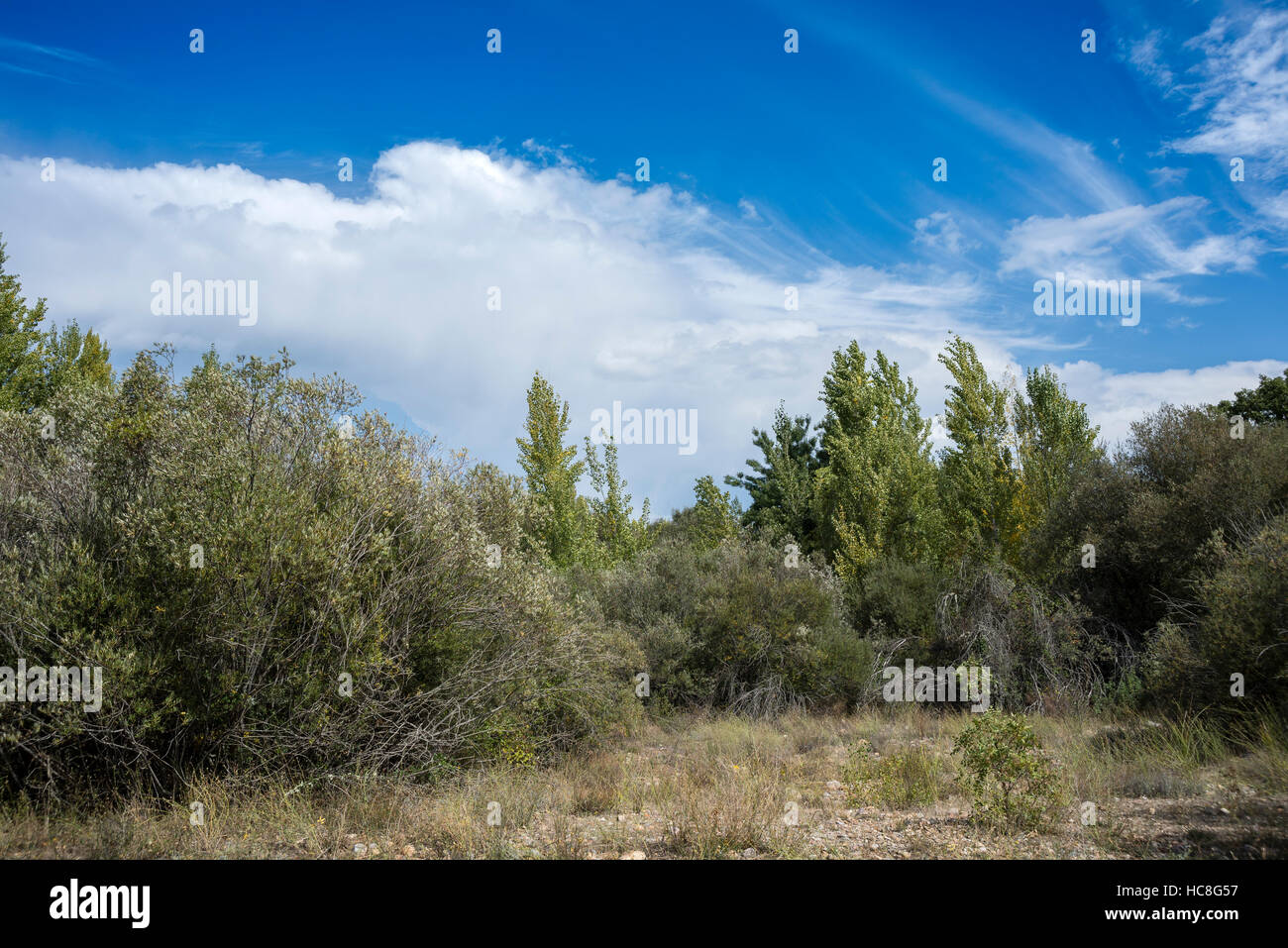 Poplar and willow groves next to de River Jarama, in Tamajon Mountains ...