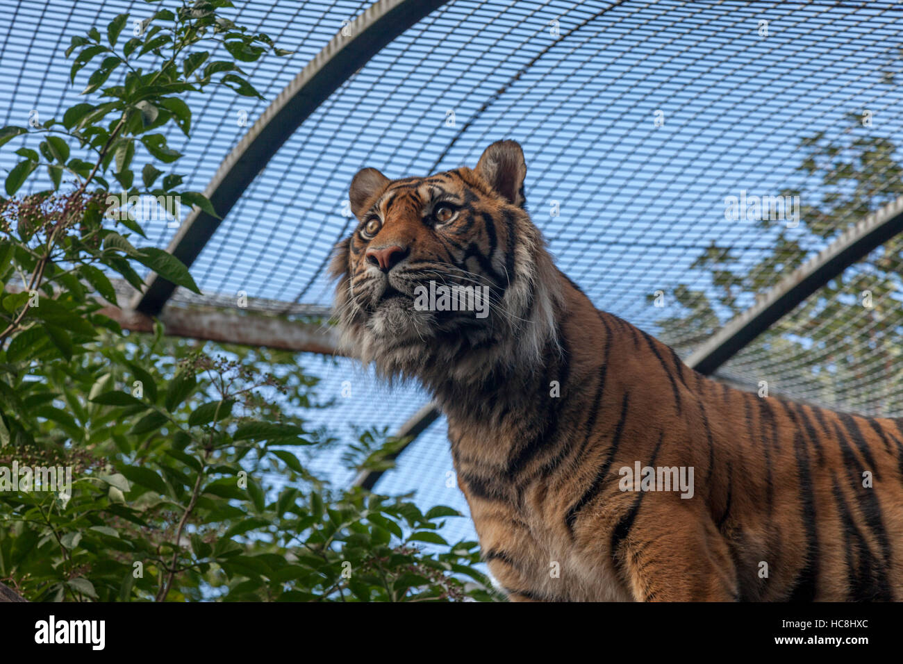 Tiger at edinburgh zoo Stock Photo - Alamy