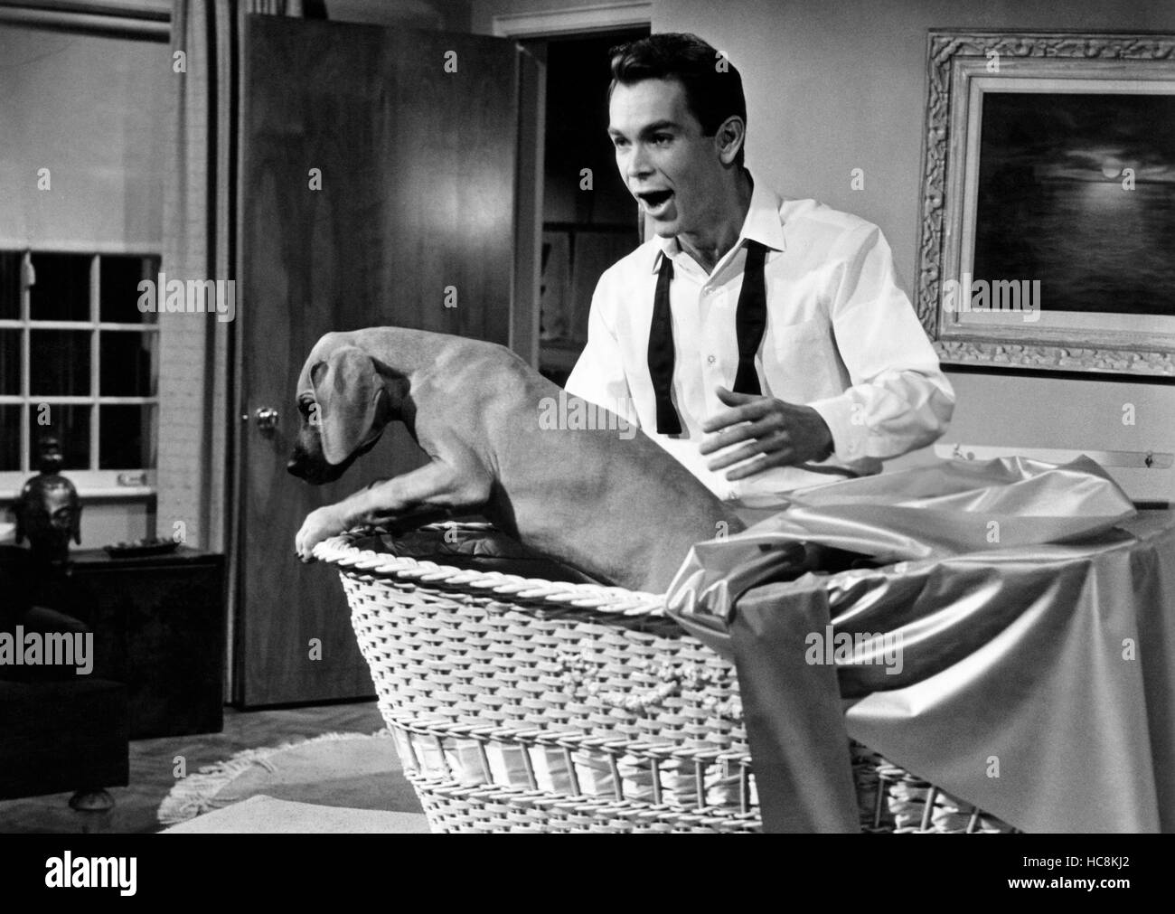 THE UGLY DACHSHUND, Dean Jones, 1966 Stock Photo - Alamy