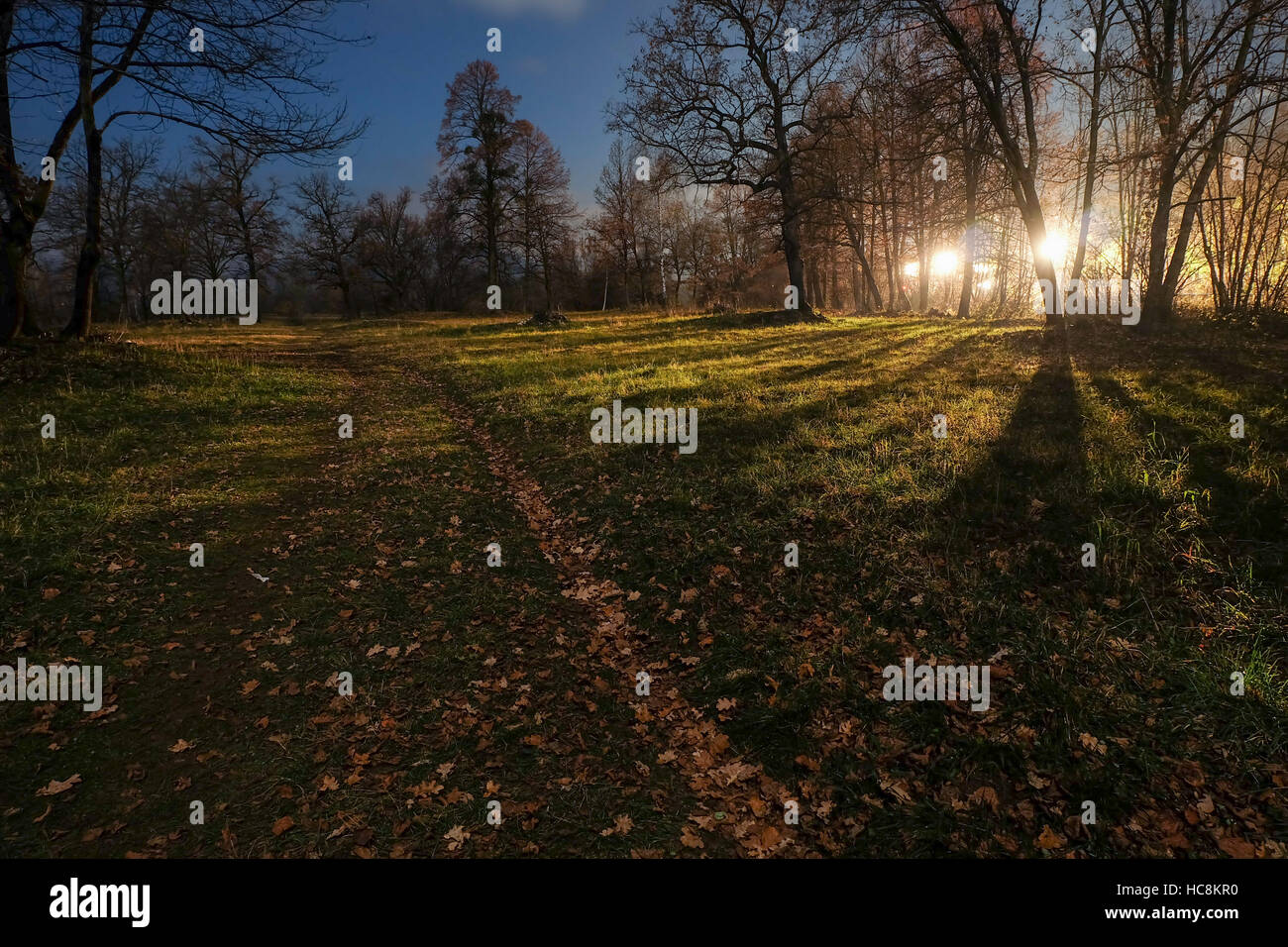 Light coming through trees hi-res stock photography and images - Alamy