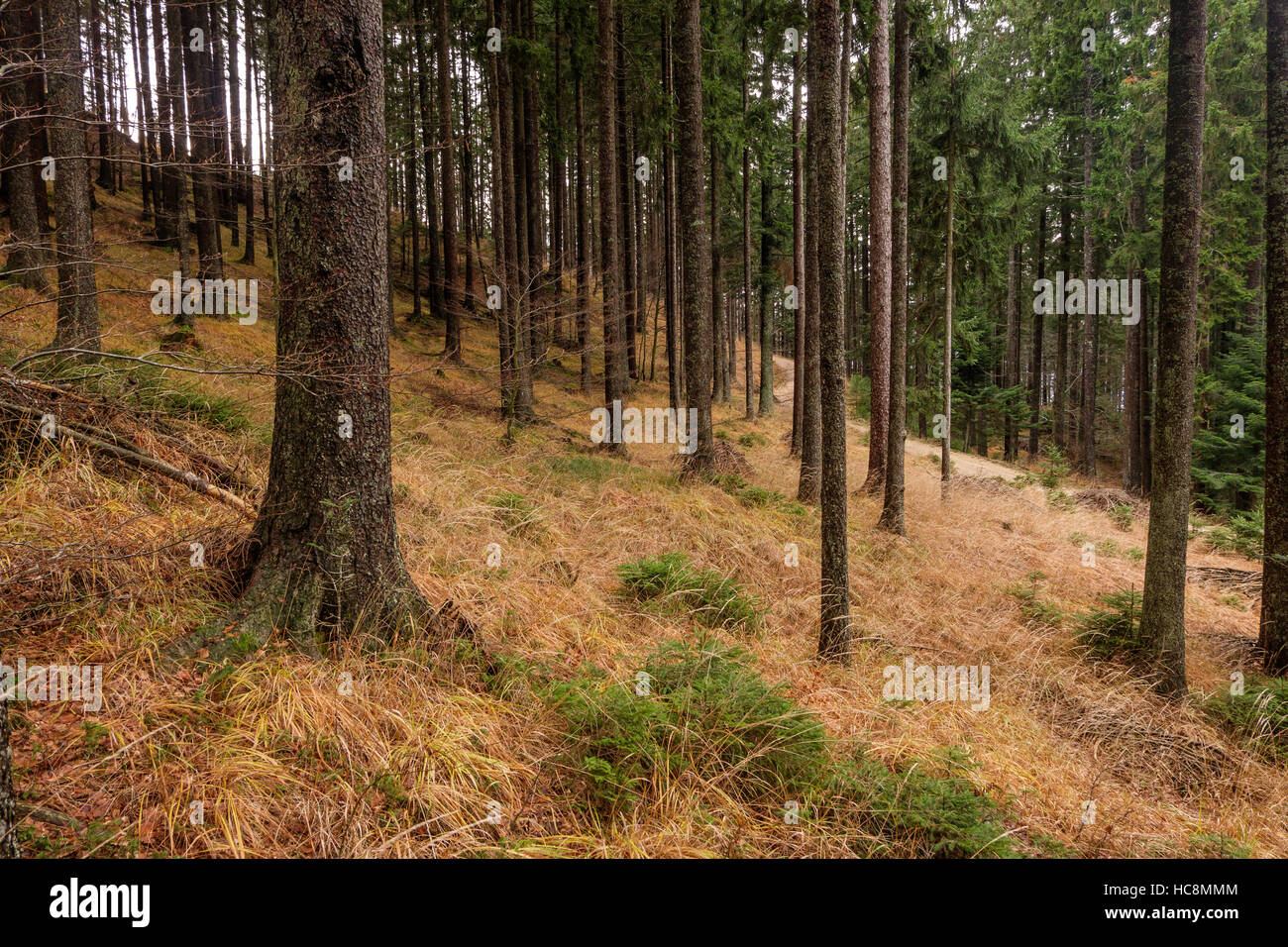 Dark woods forest of spruce with yellow grass on the ground. Captured ...