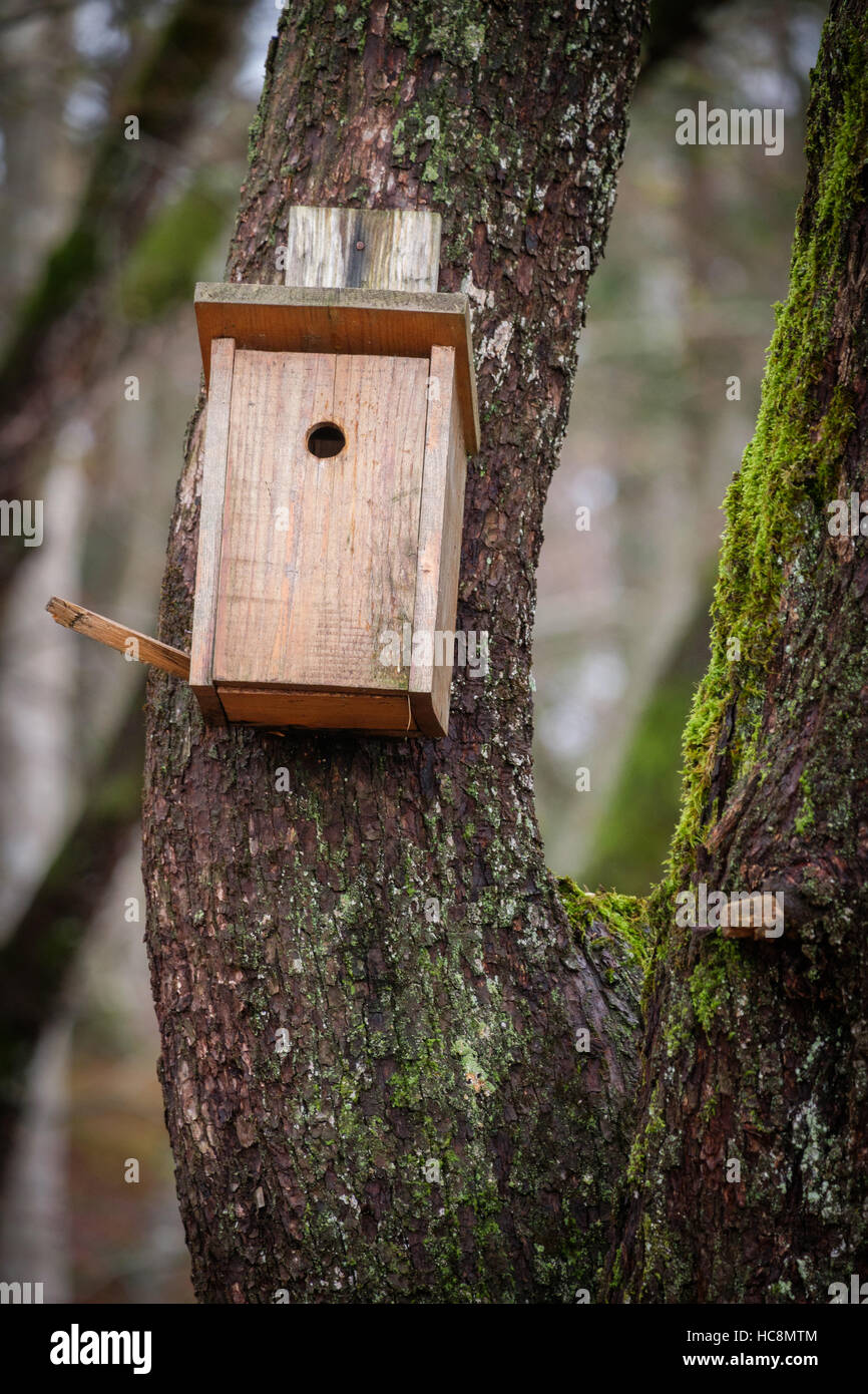 A small birdhouse, fastened to a tree trunk, provides shelter and ...