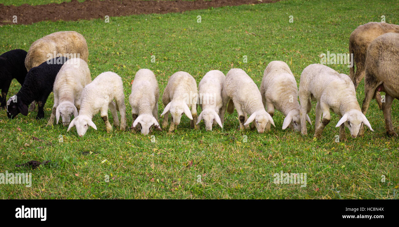 Several lamb and sheep grazing in a single line Stock Photo - Alamy