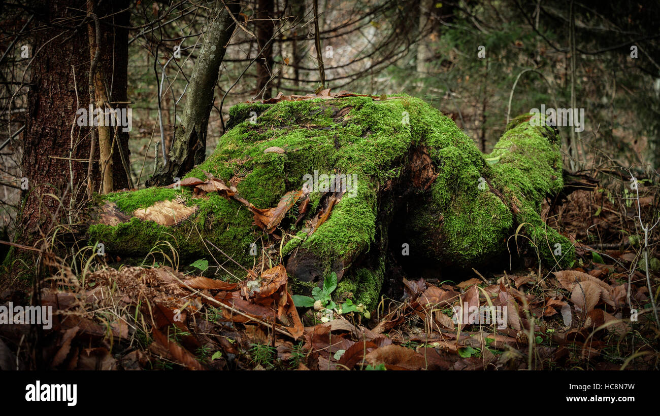Old moss-covered rotting tree stump in the forest in the autumn Stock ...