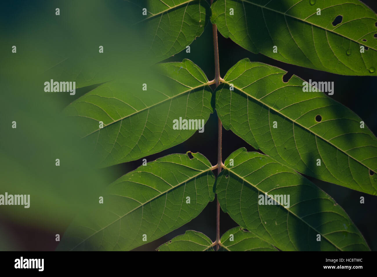 Compound leaf hi-res stock photography and images - Alamy