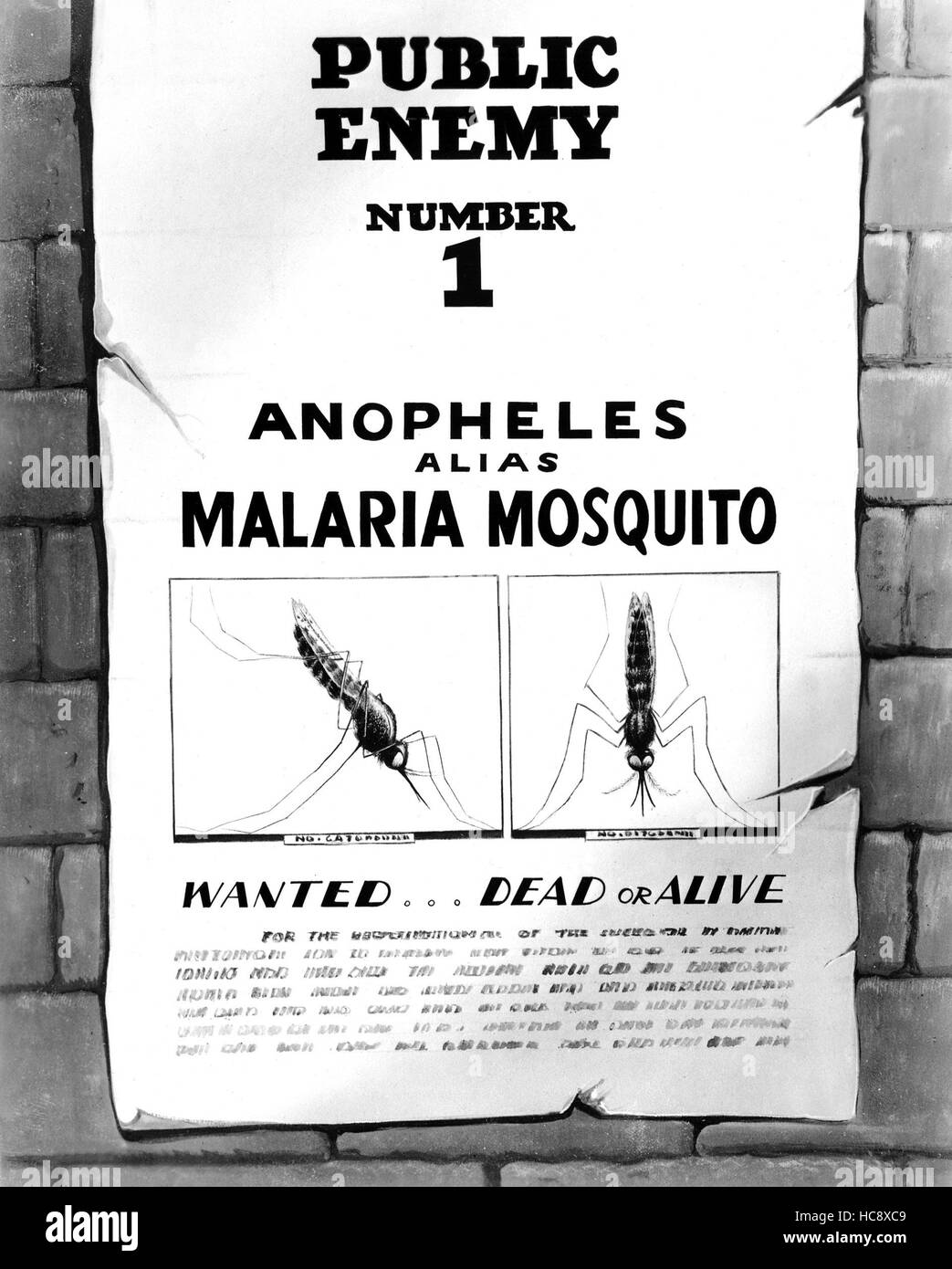 THE WINGED SCOURGE, 1943, © Walt Disney Pictures / Courtesy: Everett ...