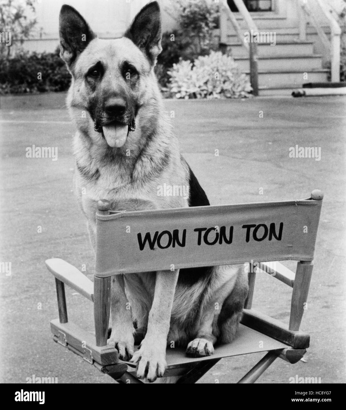 WON TON TON: THE DOG WHO SAVED HOLLYWOOD, Won Ton Ton, 1976 Stock Photo ...