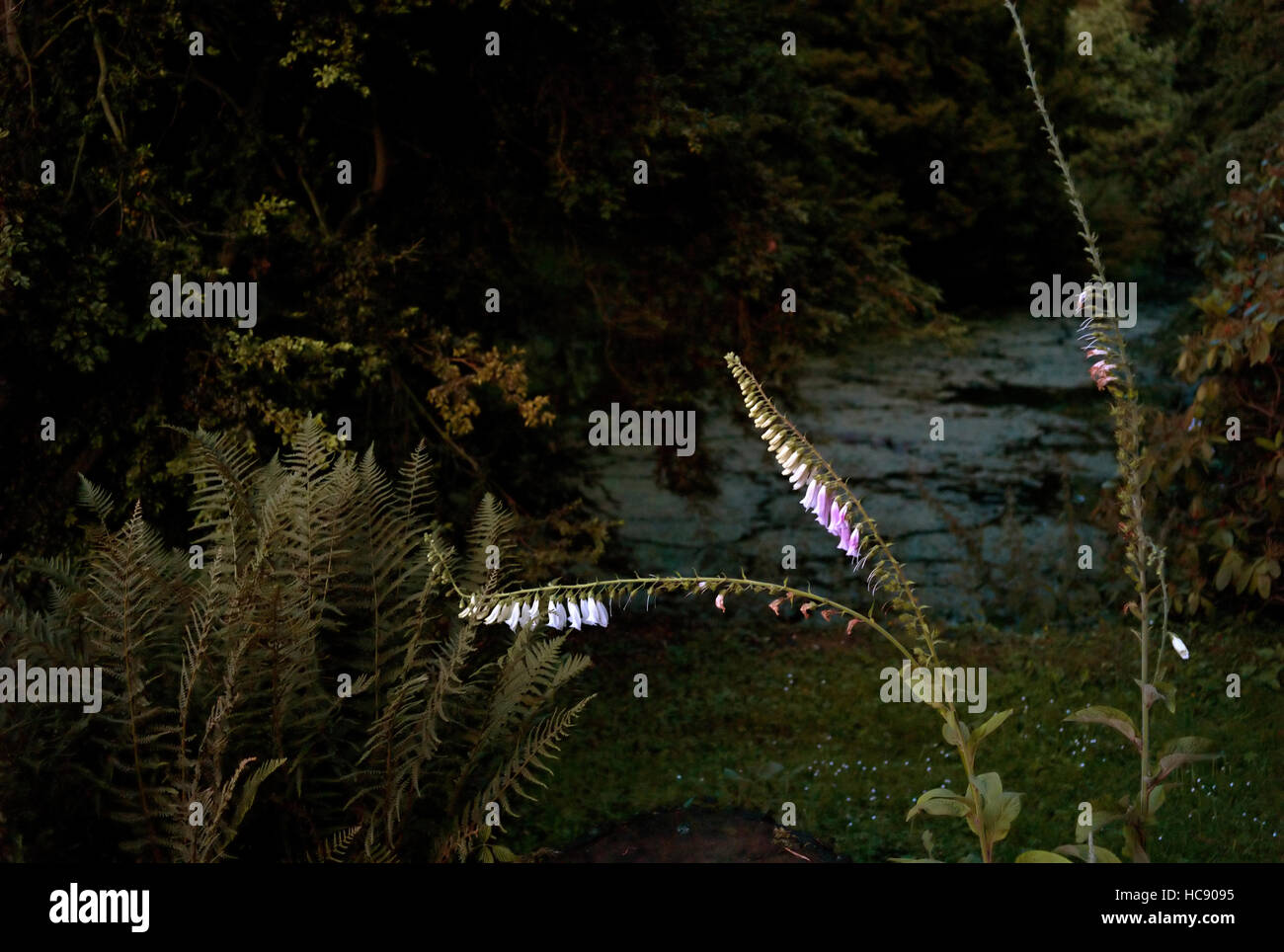 Kielder forest hi-res stock photography and images - Alamy