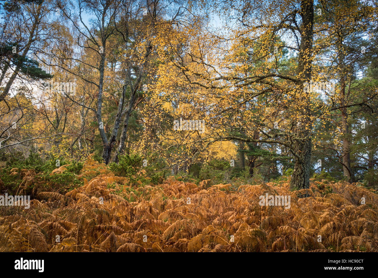 Autumn Trees and Ferns at Loch an Eilein in Scotland Stock Photo - Alamy