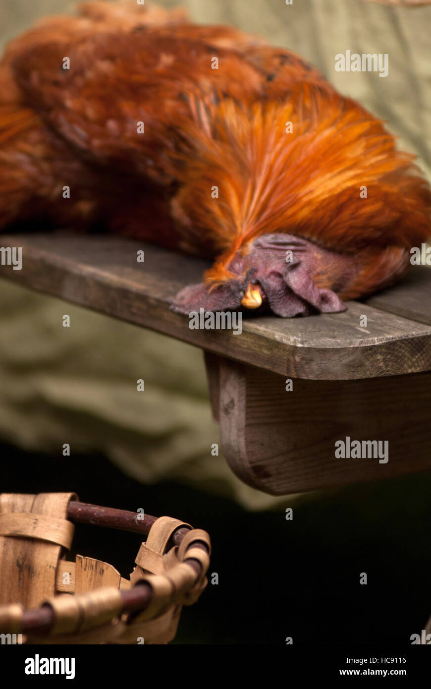 Dead chicken / cockerel Stock Photo - Alamy