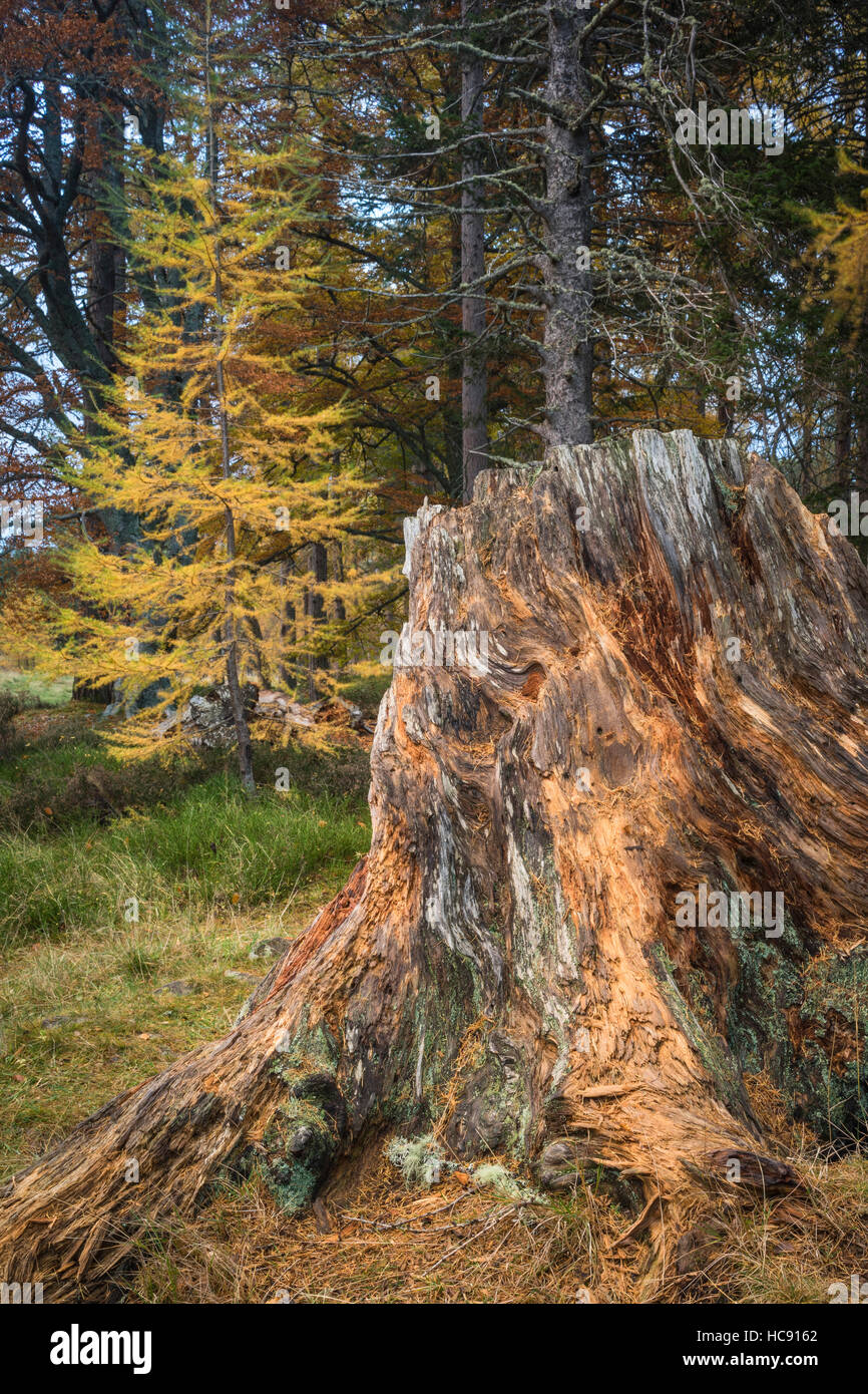 Larch trees scotland hi-res stock photography and images - Alamy