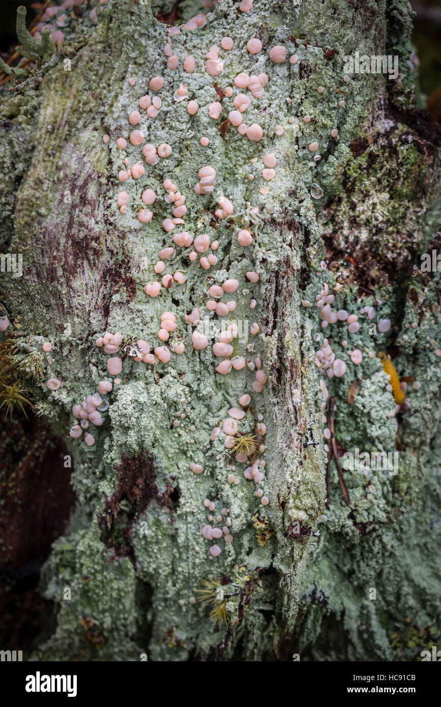 Lichen found in nature hi-res stock photography and images - Alamy