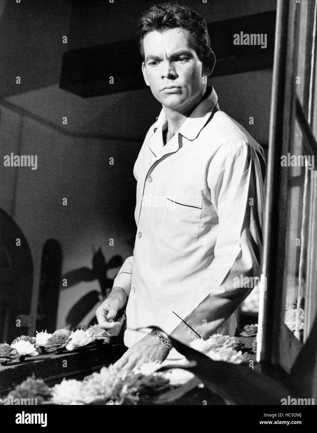 UNDER THE YUM YUM TREE, Dean Jones, 1963 Stock Photo - Alamy