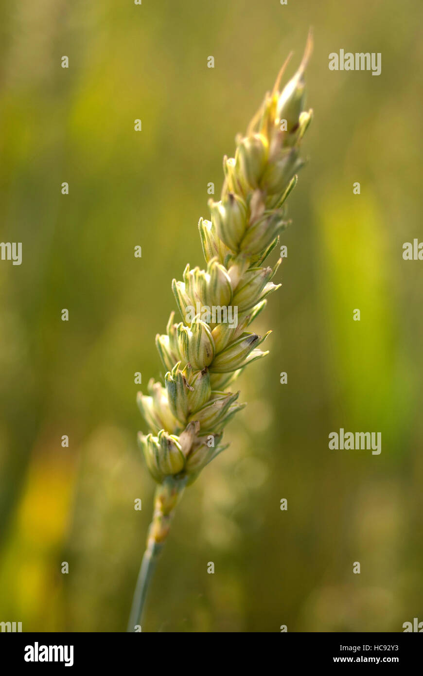 Rye seed head hi-res stock photography and images - Alamy