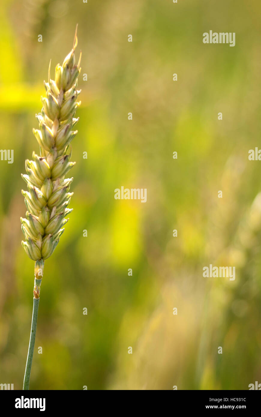 Head of wheat before harvest / Wheat field Stock Photo - Alamy