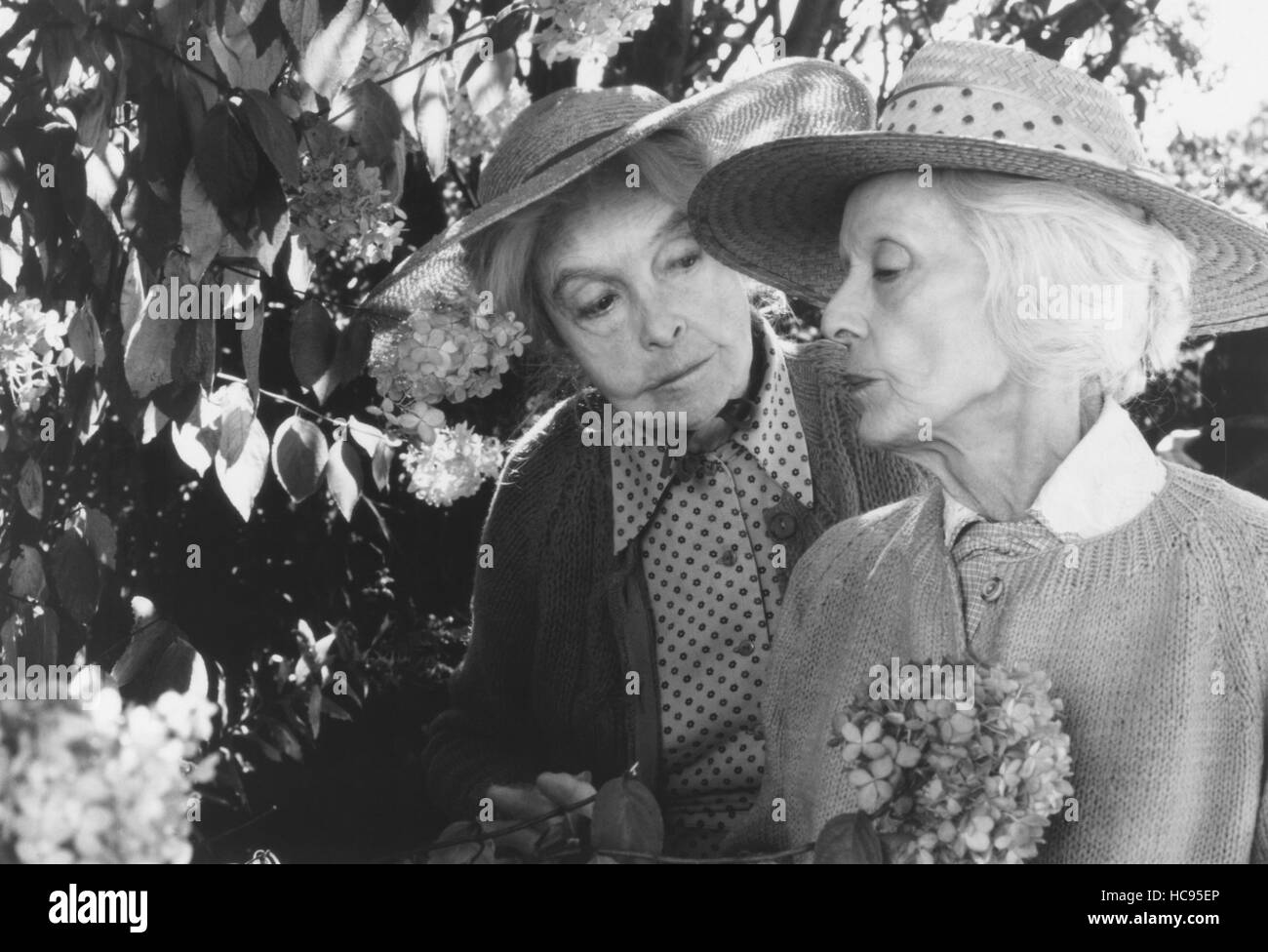The Whales Of August From Left Lillian Gish Bette Davis 1987 © Alive Filmscourtesy Everett