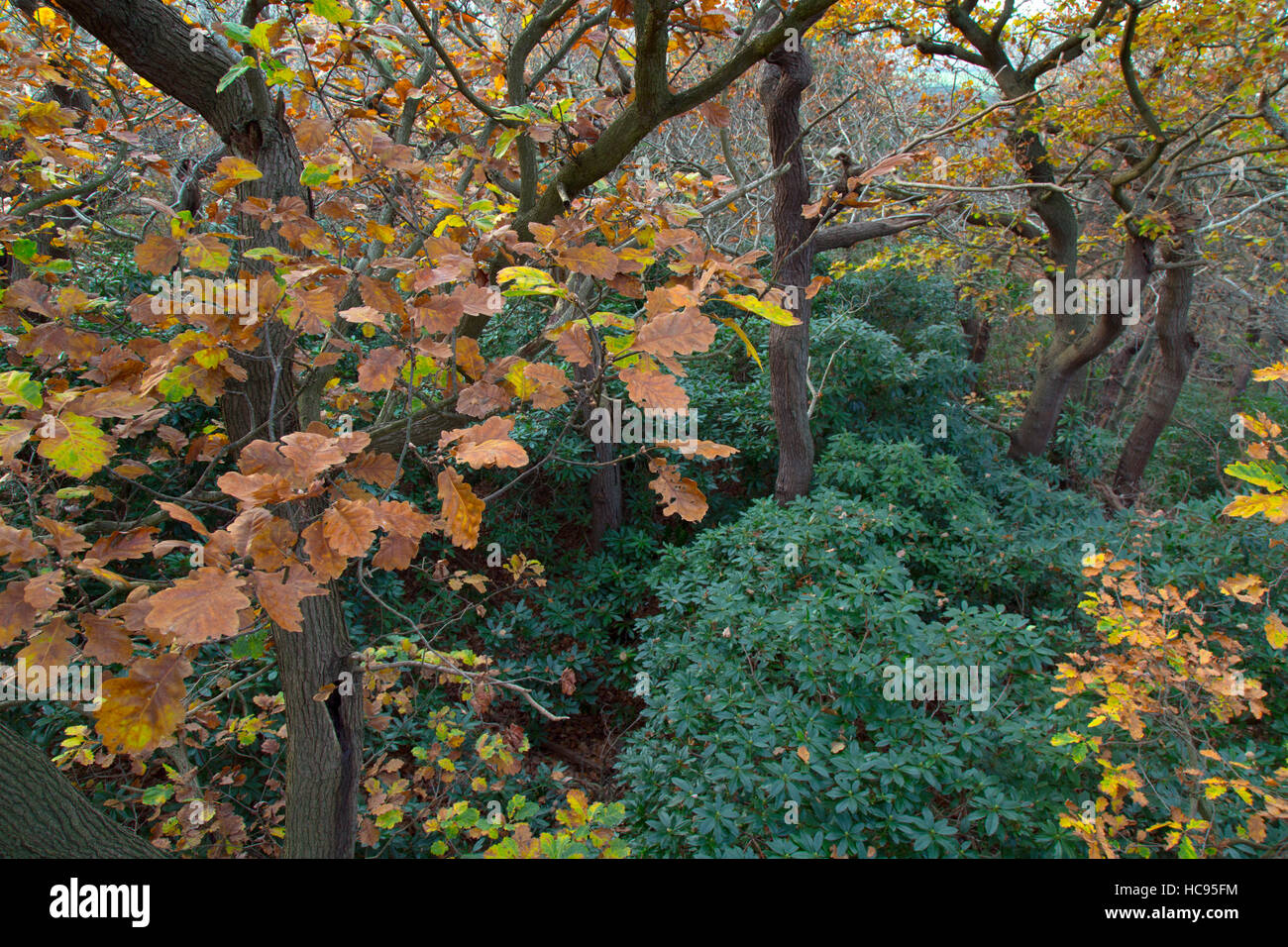 Oak Quercus robur in autumn from above with rhododendron ground cover ...