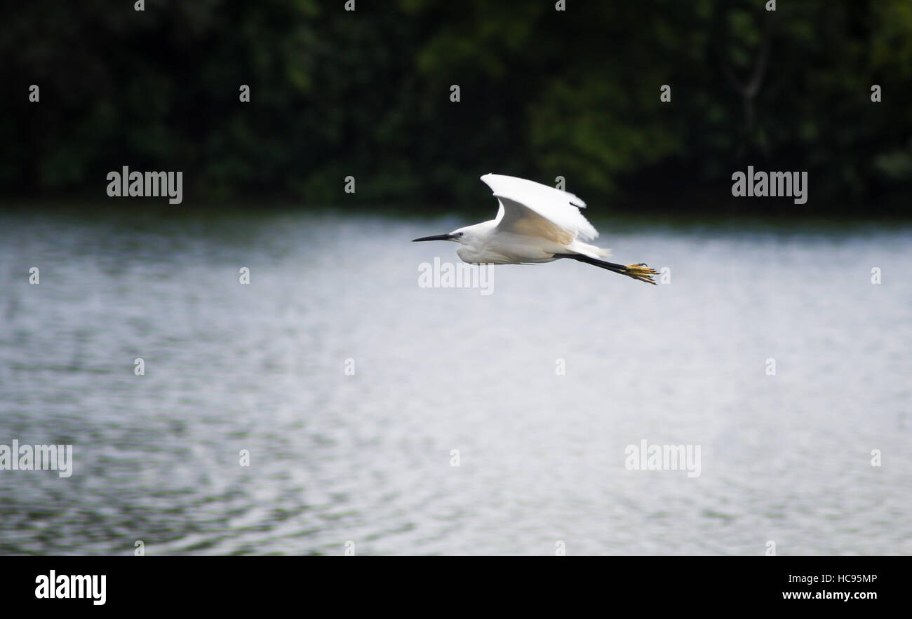 Flying into the water hi-res stock photography and images - Alamy