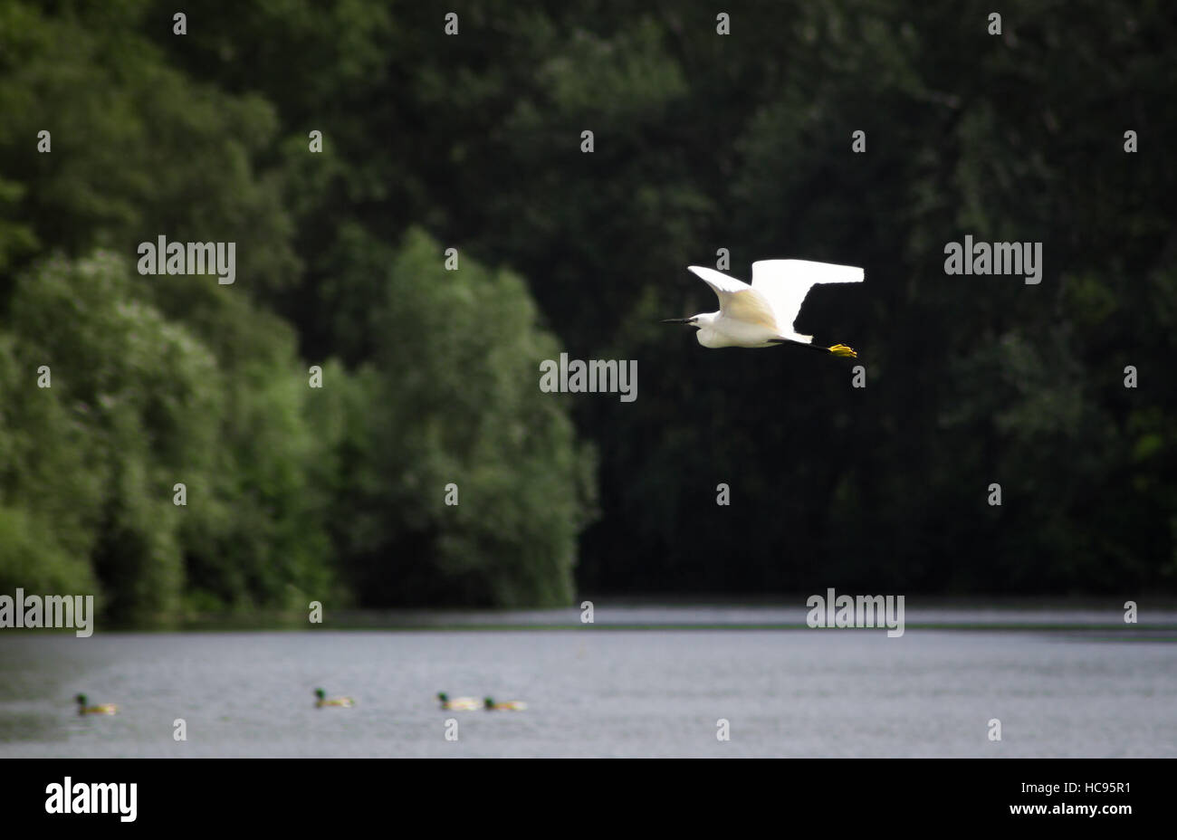 Flying into the water hi-res stock photography and images - Alamy