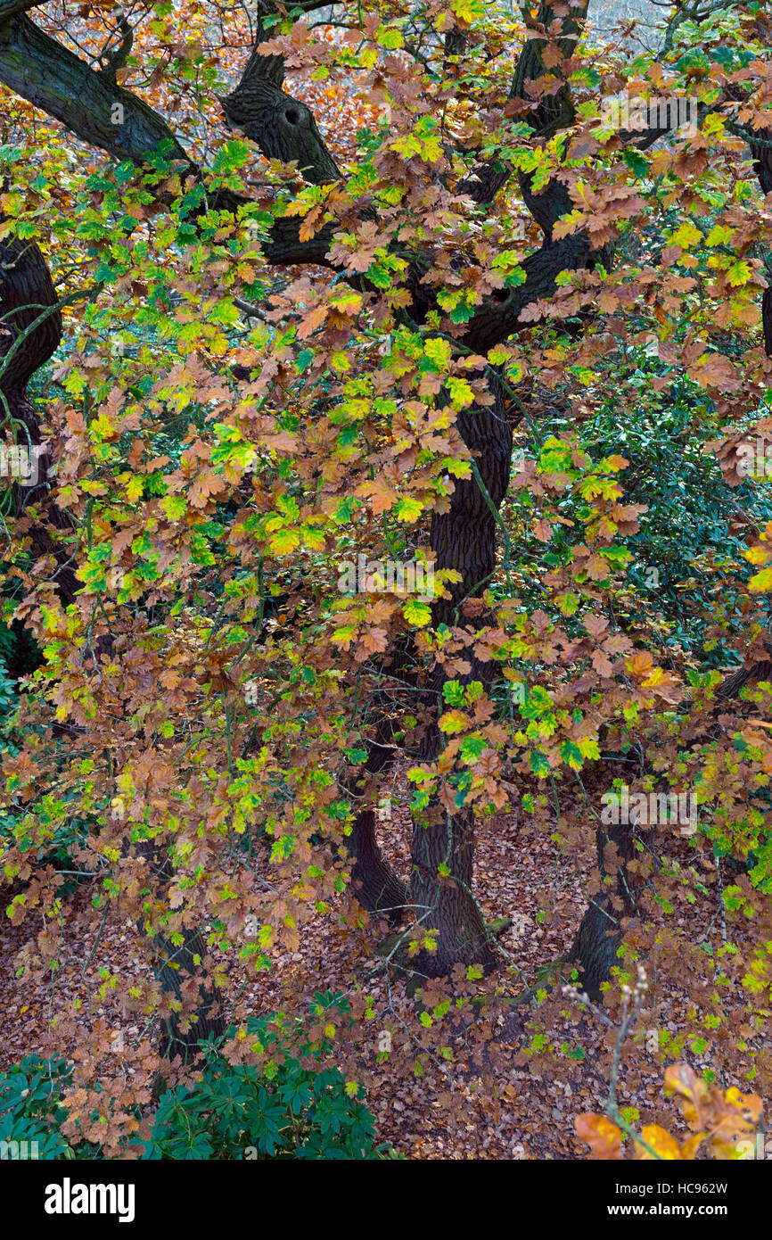 Oak Quercus robur in autumn from above with rhododendron ground cover ...
