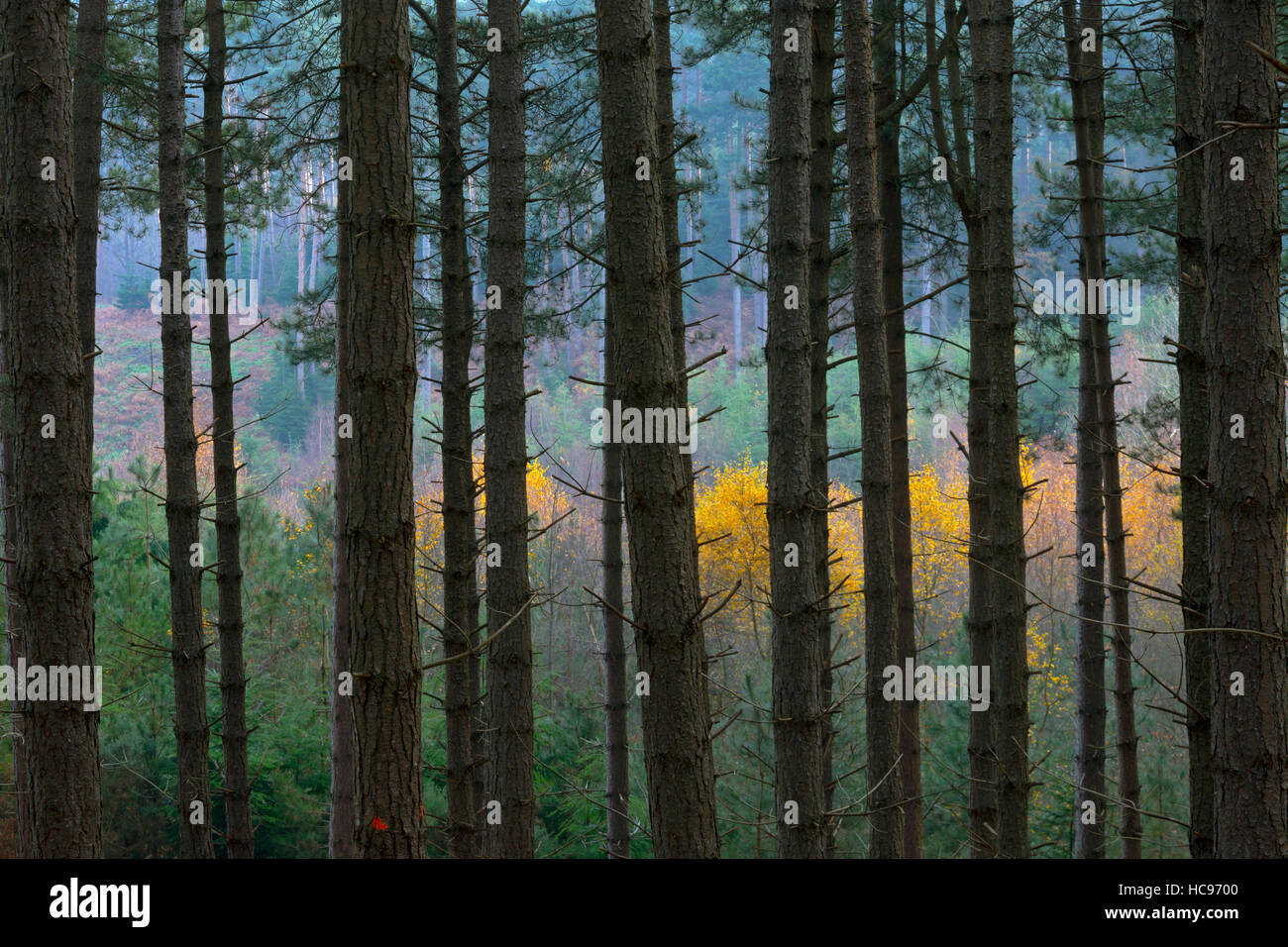 Western Hemlock Tsuga heterophylla plantation Trunks and Larch trees in ...