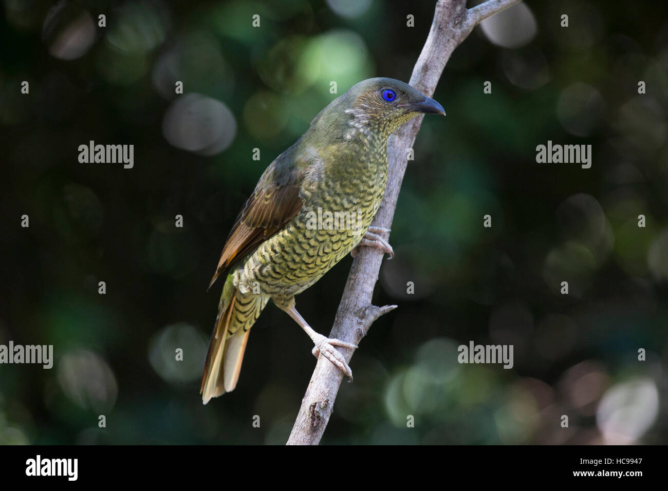 A female satin bowerbird (ptilonorhynchus violaceus Stock Photo - Alamy