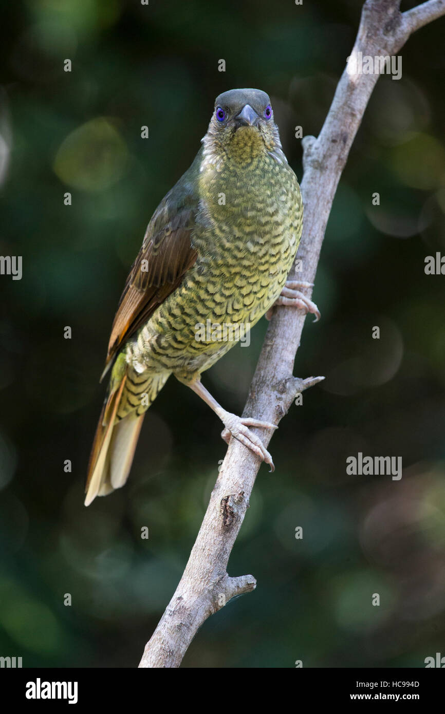 A female satin bowerbird (ptilonorhynchus violaceus Stock Photo - Alamy