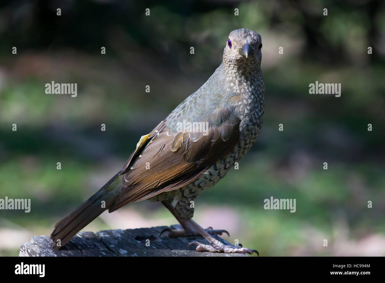 A female satin bowerbird (ptilonorhynchus violaceus Stock Photo - Alamy
