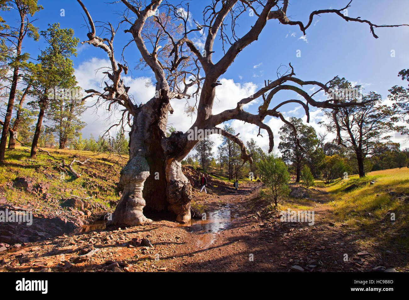 Sacred Canyon Flinders Ranges South Australia Stock Photo - Alamy