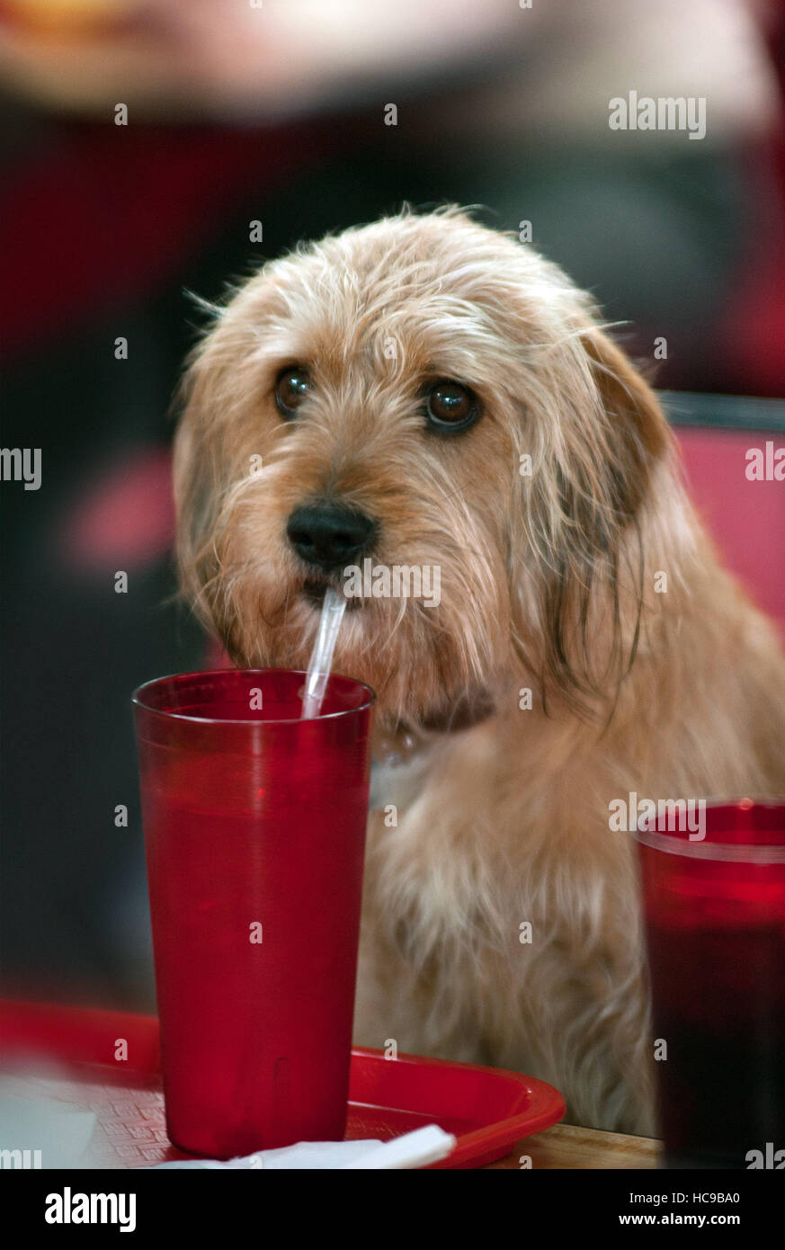 ANCHORMAN 2: THE LEGEND CONTINUES, Baxter, 2013. ph: Gemma LaMana ...