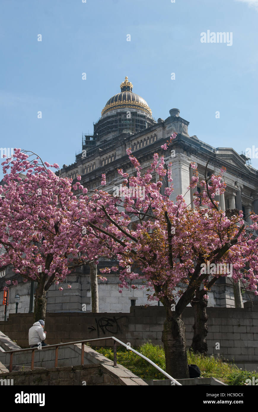 Courthouse behind tree hi-res stock photography and images - Alamy